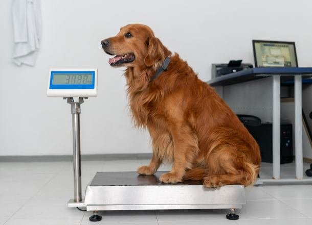 Dynamic Weighing | Dynamic Weighing System | Animal Weighing